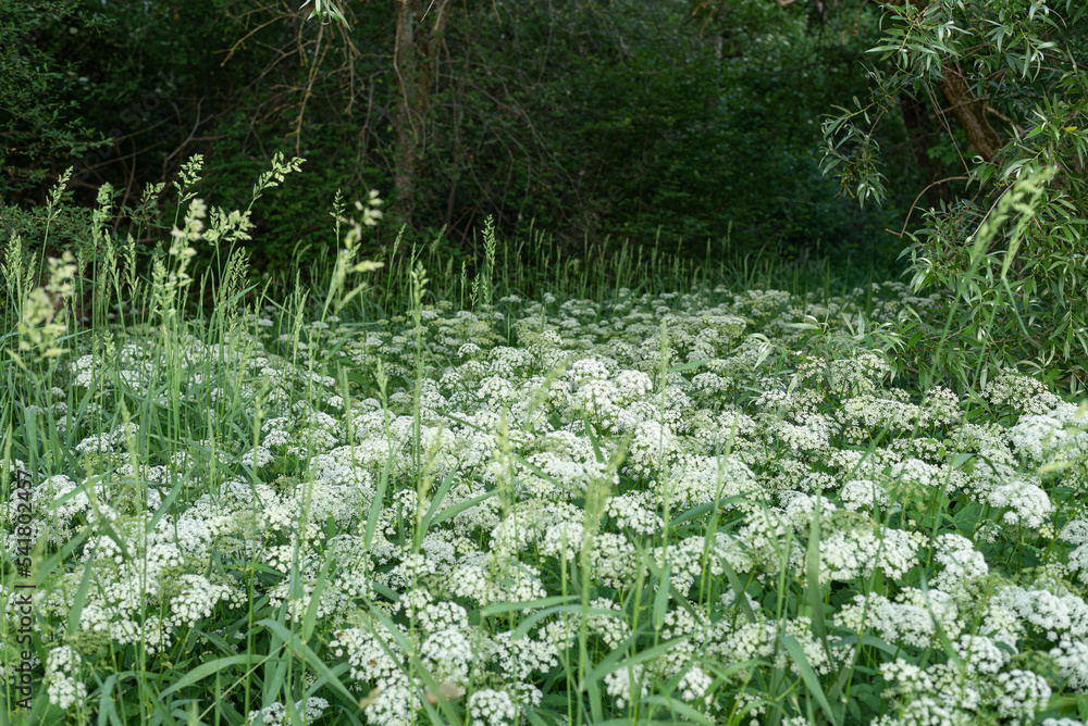 Feld mit weißen Blumen im Wald. Hintergrund Stock Photo | Adobe Stock