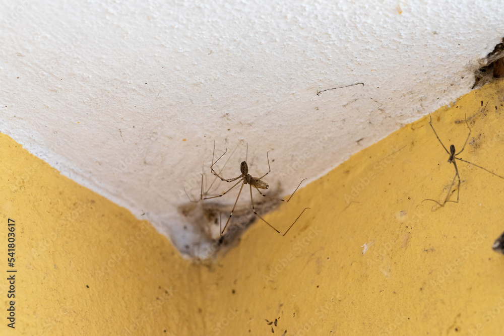 House spider in the corner of the wall Stock 写真 | Adobe Stock