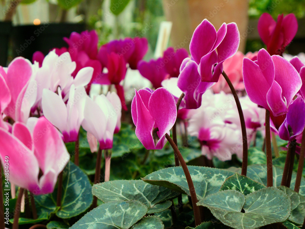 Potted cyclamen plants with pale pink and purple flowers and green ...