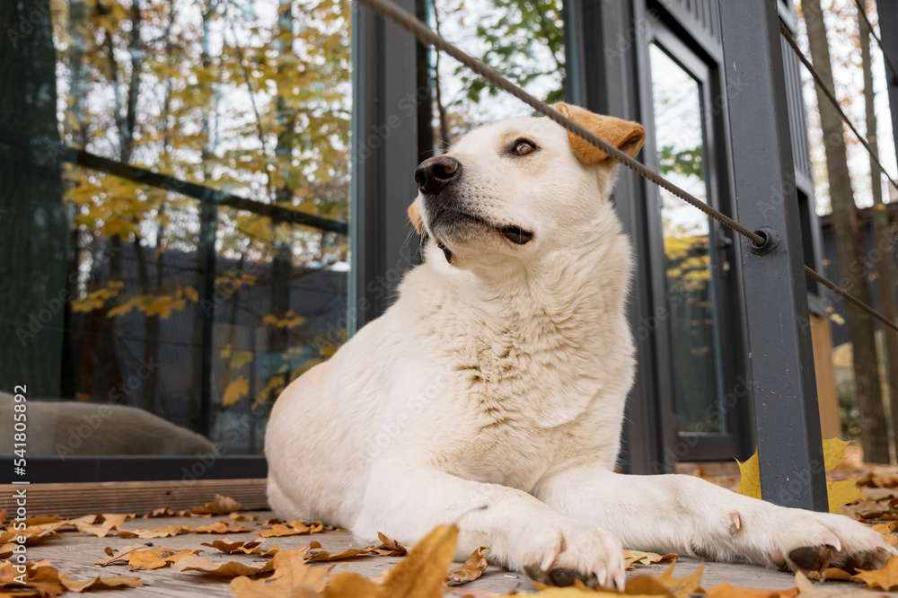 White dog sits on wooden floor near house. Loyal domestic animal waits ...