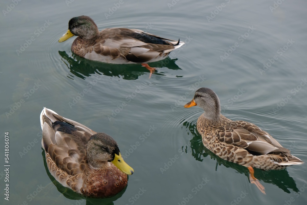 Wild ducks (Anas platyrhynchos) floating in the water Stock Photo ...
