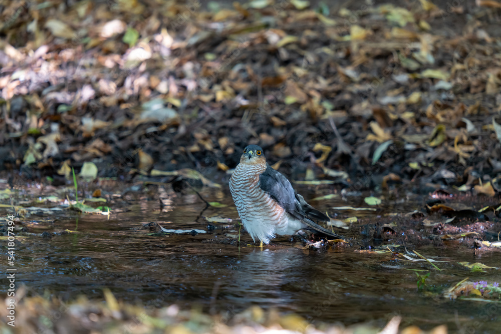 hawk in the water Stock-Foto | Adobe Stock