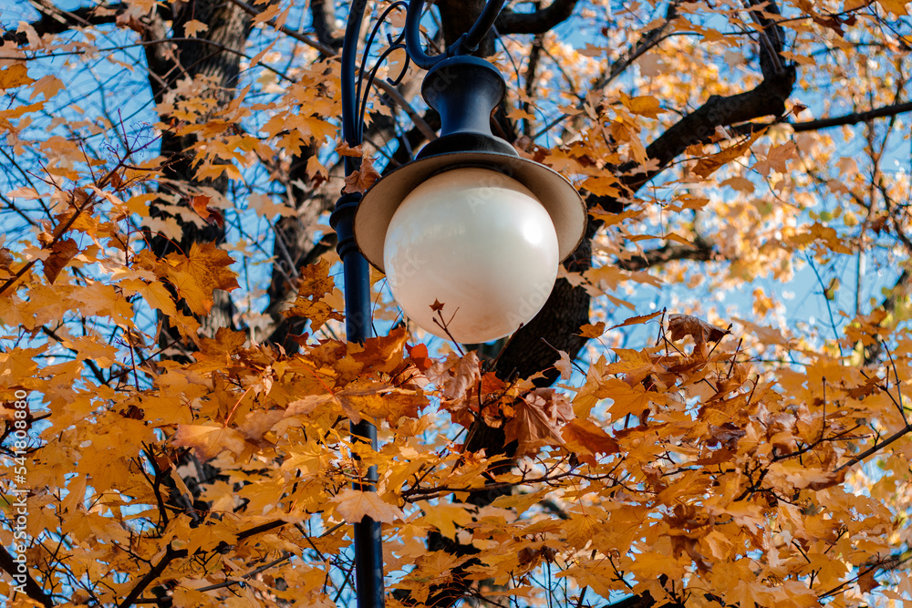 Street lamp in autumn park among yellow foliage, bright autumn. Natural ...