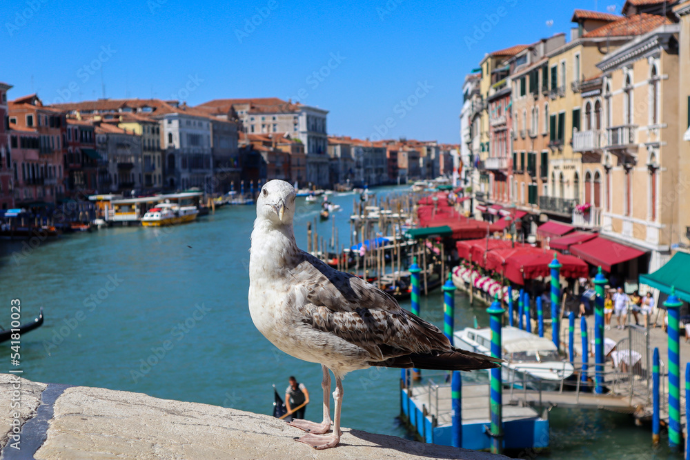A Dove on the Rialto Bridge in Venice, Italy Stock Photo | Adobe Stock