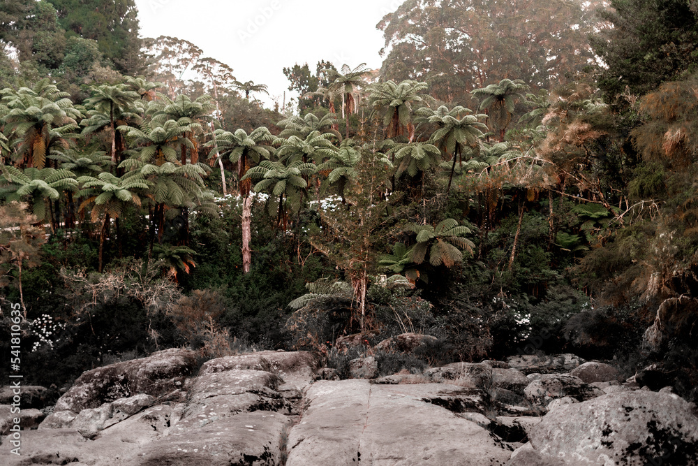 rocks and forest with trees and plants Stock Photo | Adobe Stock