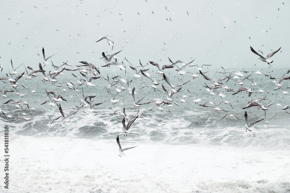 Flock of flying seagulls flaying over the sea at snowing winter day ...
