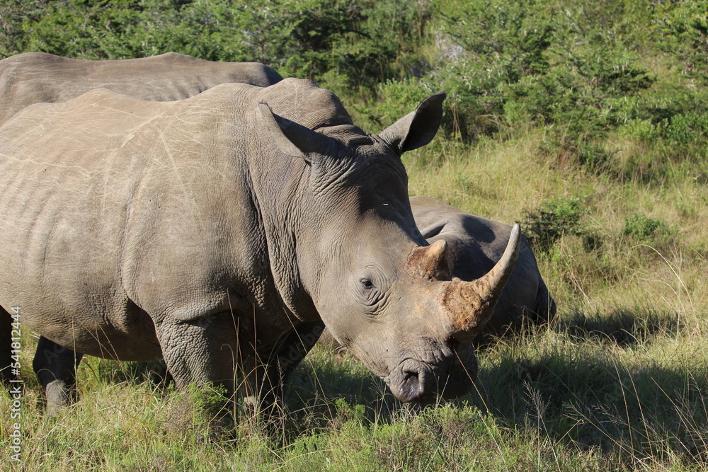rhino in the savannah Stock Photo | Adobe Stock