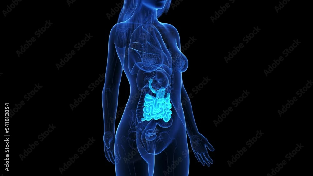 3d rendered medical animation of the small intestine Stock Video ...