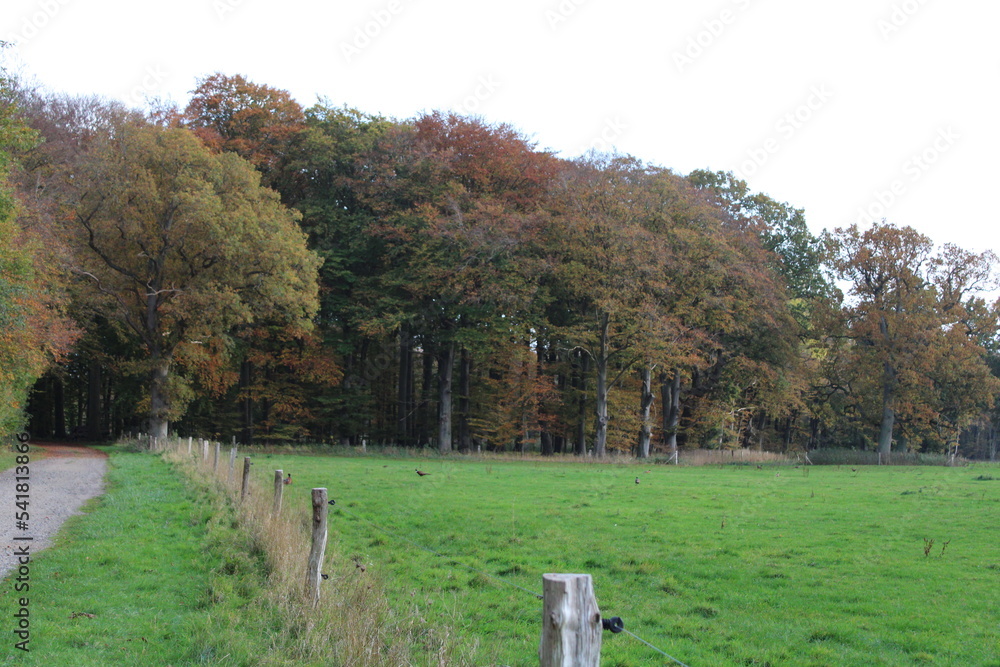 field in a forest Stock Photo | Adobe Stock