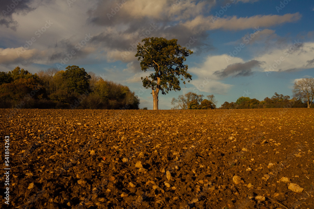 One Tree Stock Photo | Adobe Stock