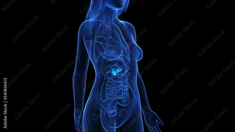 3d rendered medical animation of the pancreas Stock Video | Adobe Stock