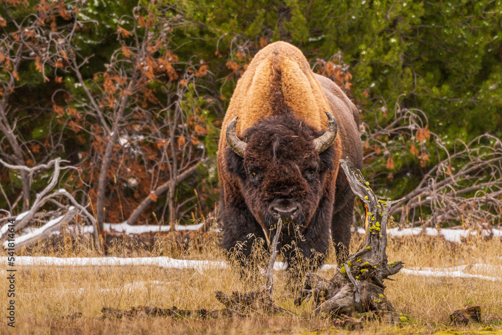 Bison Bull Stock Photo | Adobe Stock