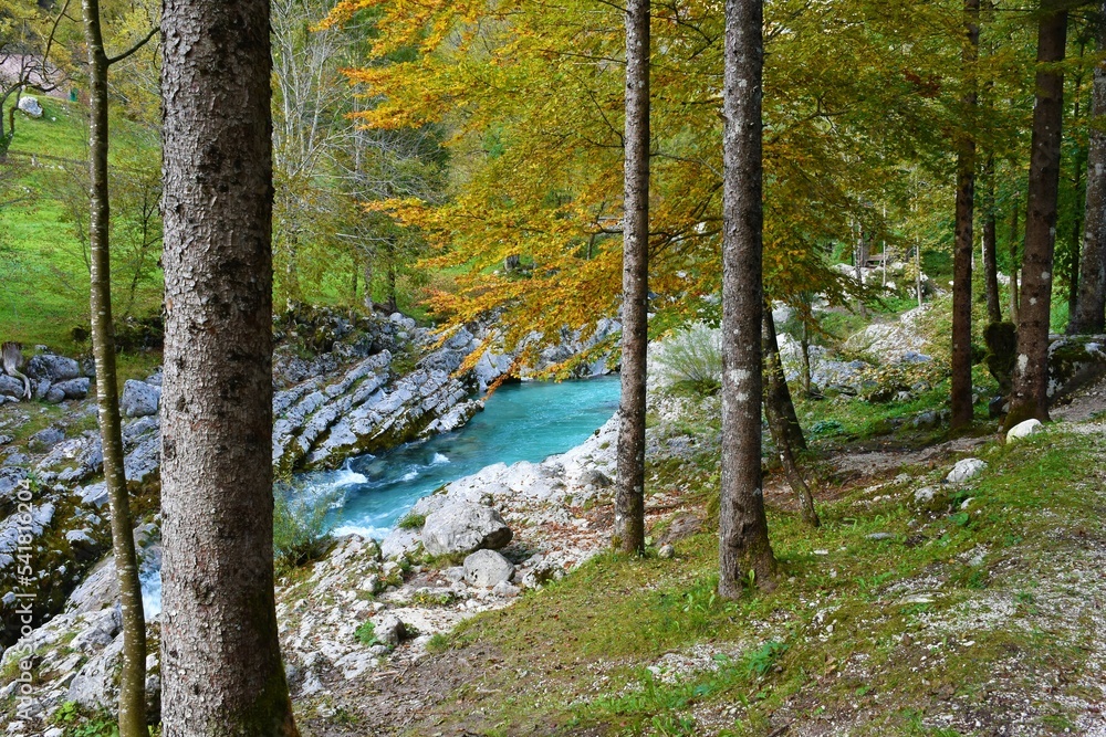 View of small soca gorge in Trenta Slovenia with a tree in yellow ...