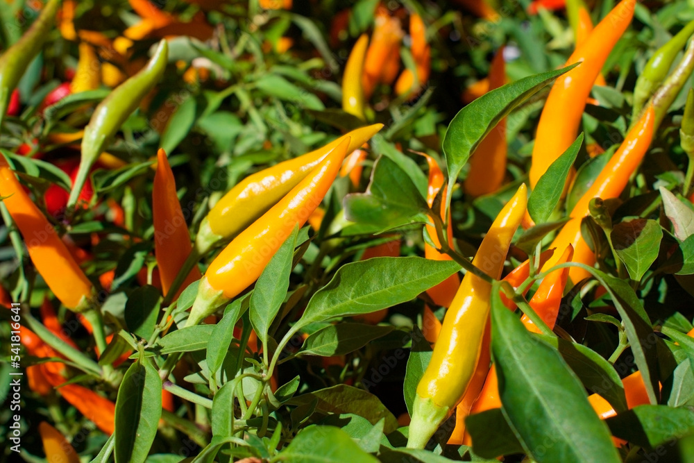 yellow and orange chili pepper plants in containers Stock Photo | Adobe ...