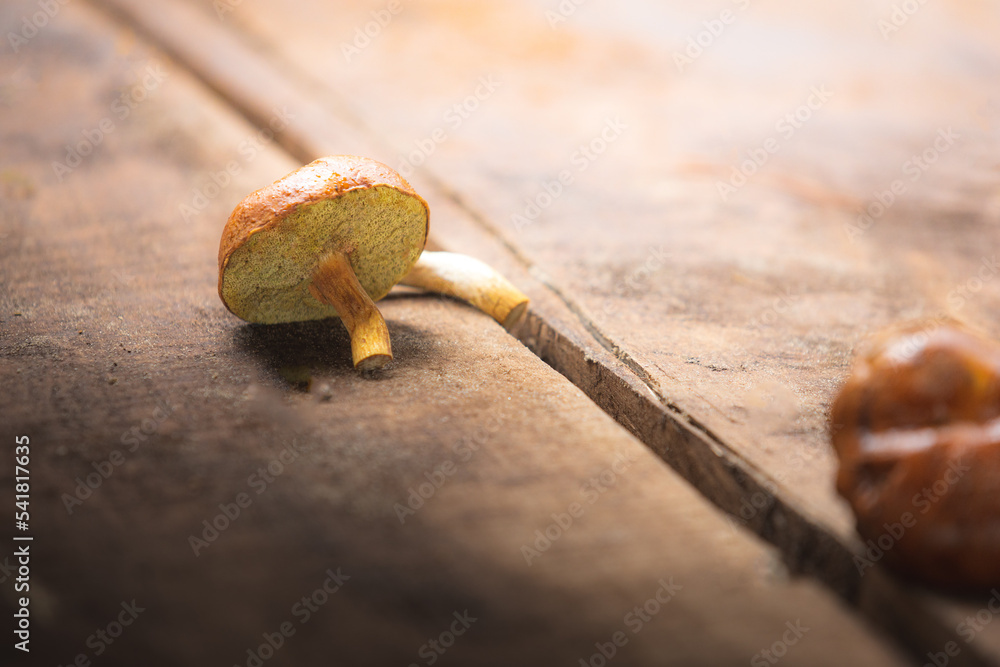 mushroom on wooden table Stock Photo | Adobe Stock