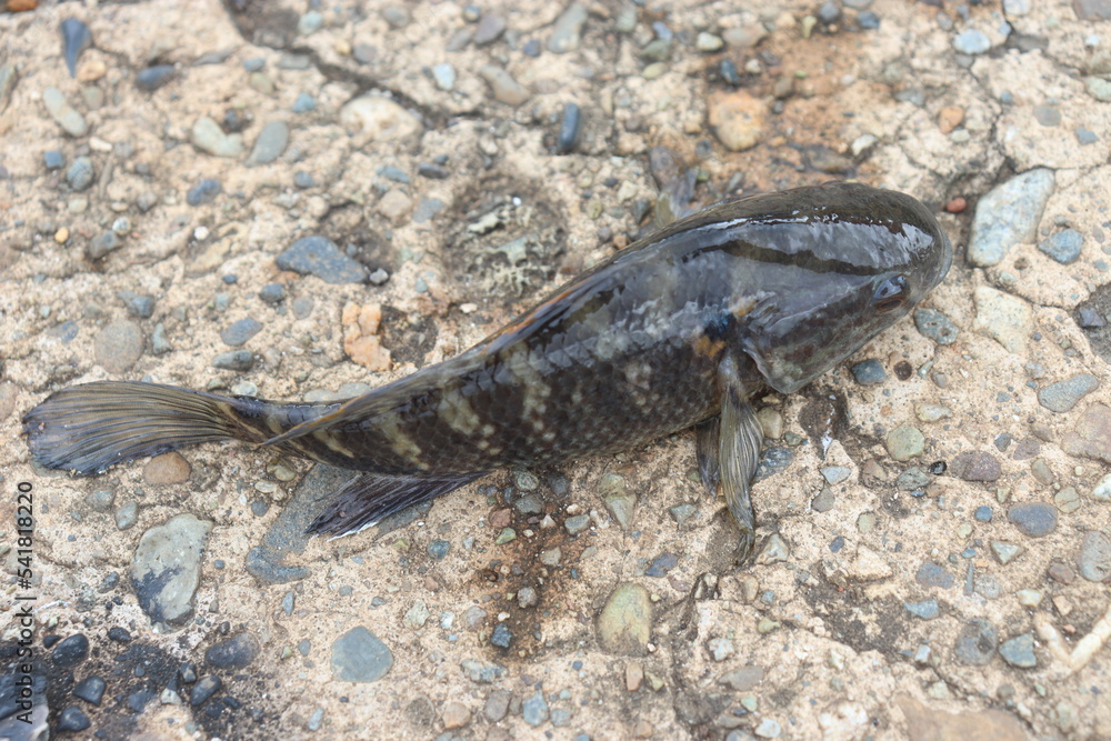 Pez guapote, Panamá Stock 写真 | Adobe Stock