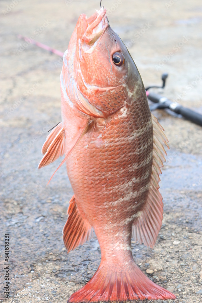 Pargo Rojo Stock Photo | Adobe Stock