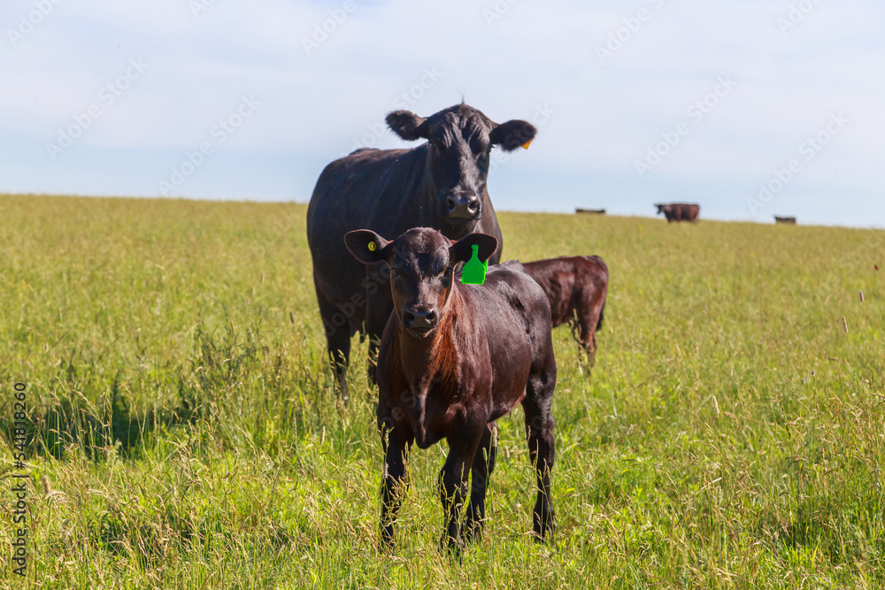 Herd of cows of angus breed in the pasture. Stock Photo | Adobe Stock