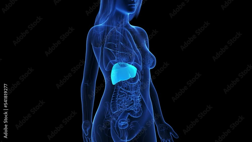 3d rendered medical animation of the liver Stock Video | Adobe Stock