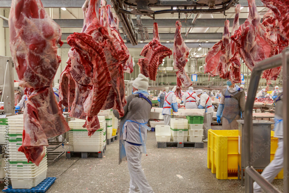 Factory processing line with beef carcasses. Stock Photo | Adobe Stock