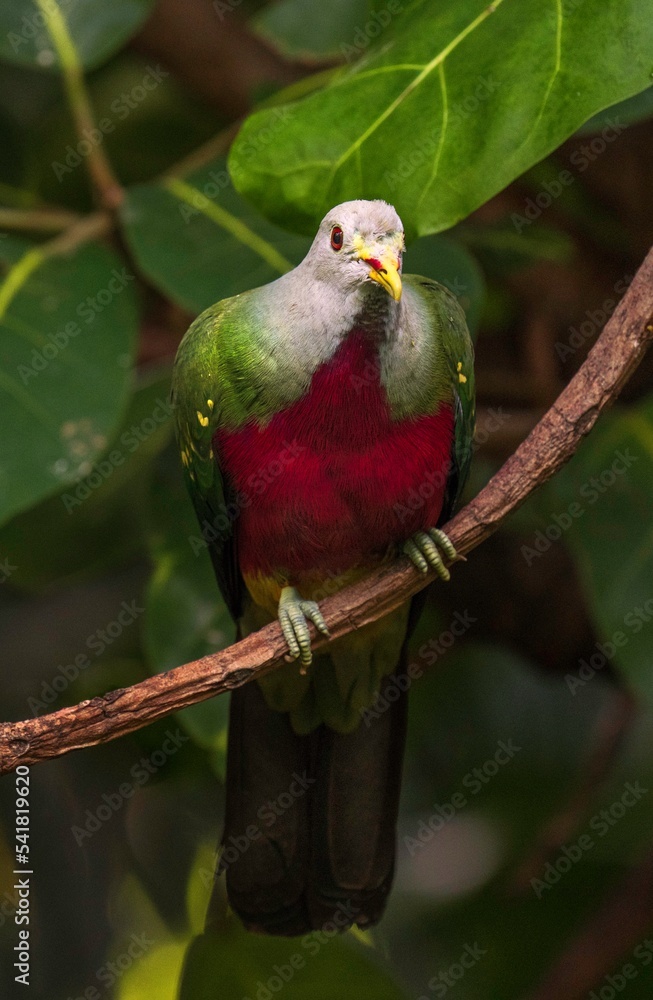 This photograph showcases a wild green imperial pigeon (Ducula aenea ...