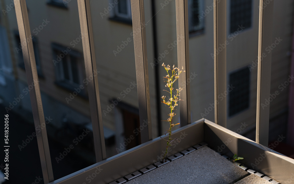 plant growing in between blocks on the sunset Stock 写真 | Adobe Stock