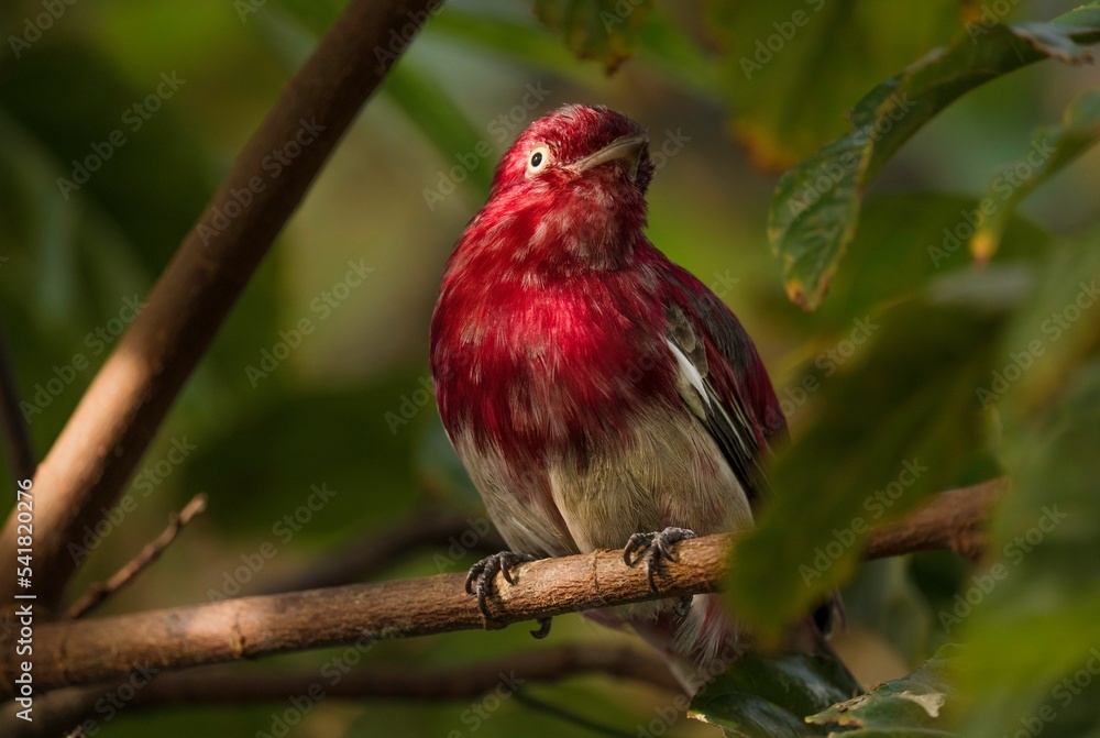 This image shows a beautiful red finch in dramatic lighting as it hides ...