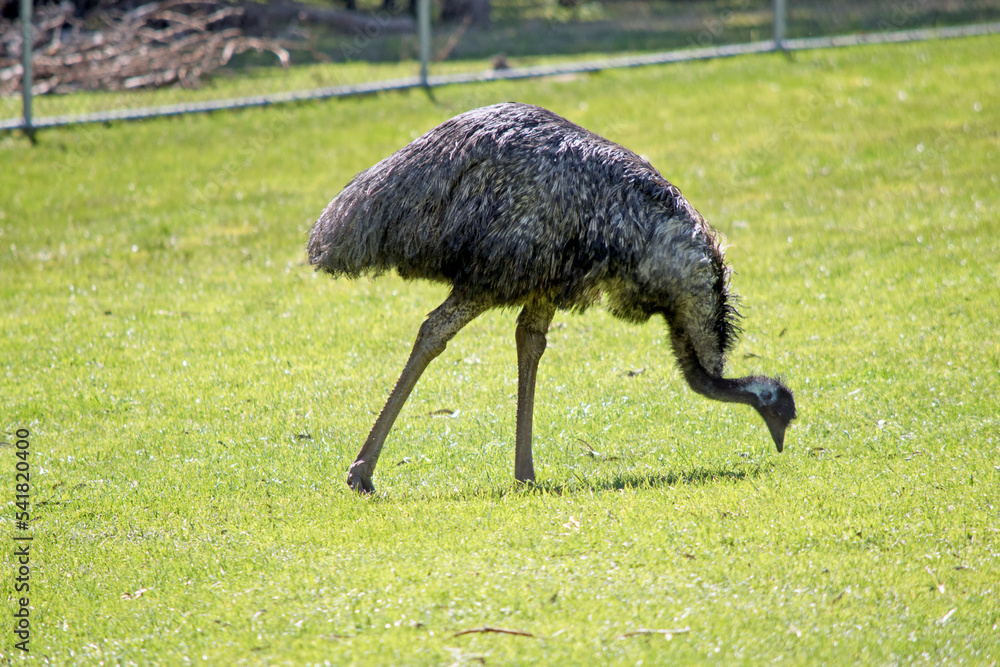 this is a side view of an emu walking eating grass Stock Photo | Adobe ...
