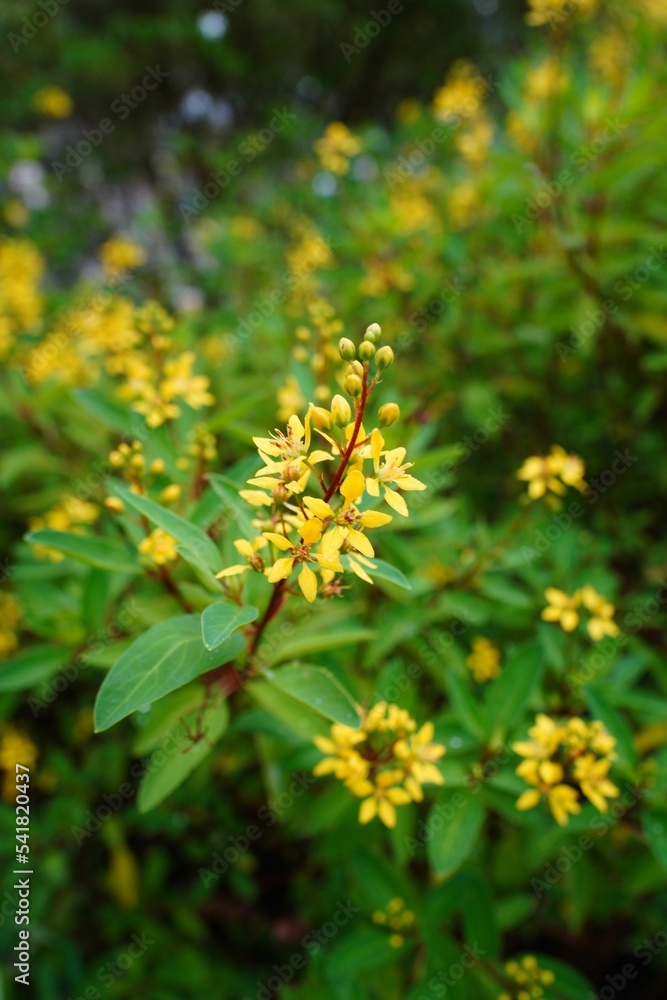Vertical closeup shot of a golden thryallis (Galphimia glauca) in the ...