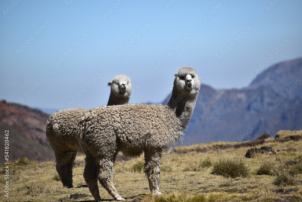 alpacas in their natural and wild environment at more than 4500 meters ...