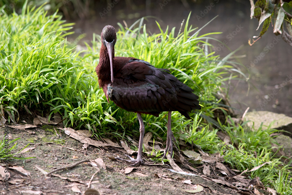 the glossy ibis has a shiny coat of mauve feathers and a long narrow ...
