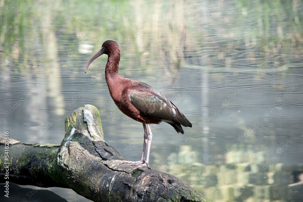 this is a side view of a glossy ibis sitting on a log Stock Photo ...