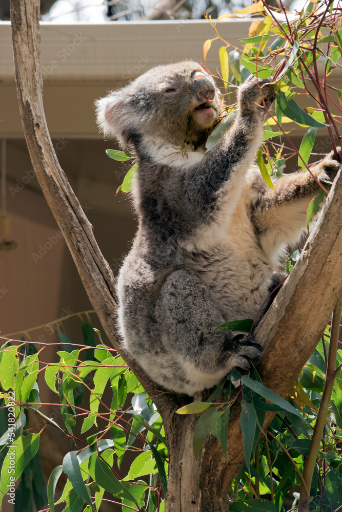the koala is mainly grey and has a white stomach and fluffy ears Stock ...