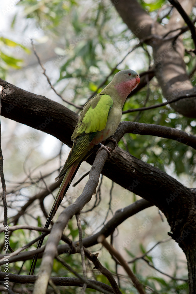 the princess parrot has a light blue head pink cheeks and chin and pink ...