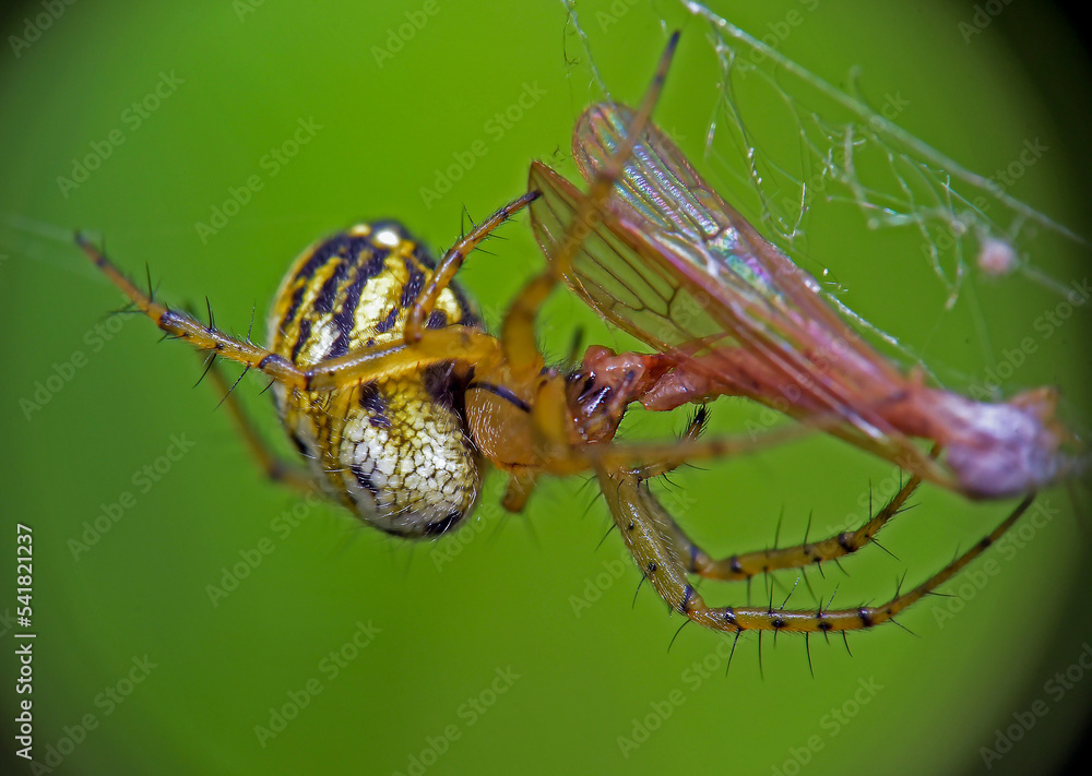 Mangora acalypha eats its prey, Kharkiv, Ukraine Stock Photo | Adobe Stock