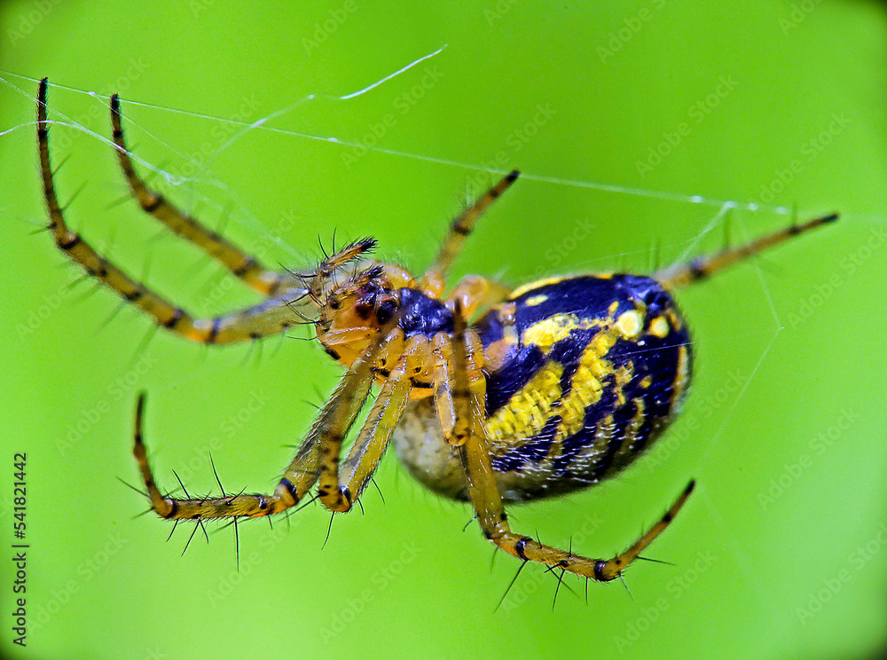 Mangora acalypha eats its prey, Kharkiv, Ukraine Stock Photo | Adobe Stock