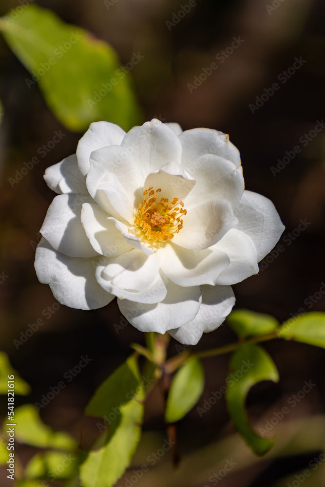 white rose flower in pavia italy Stock Photo | Adobe Stock
