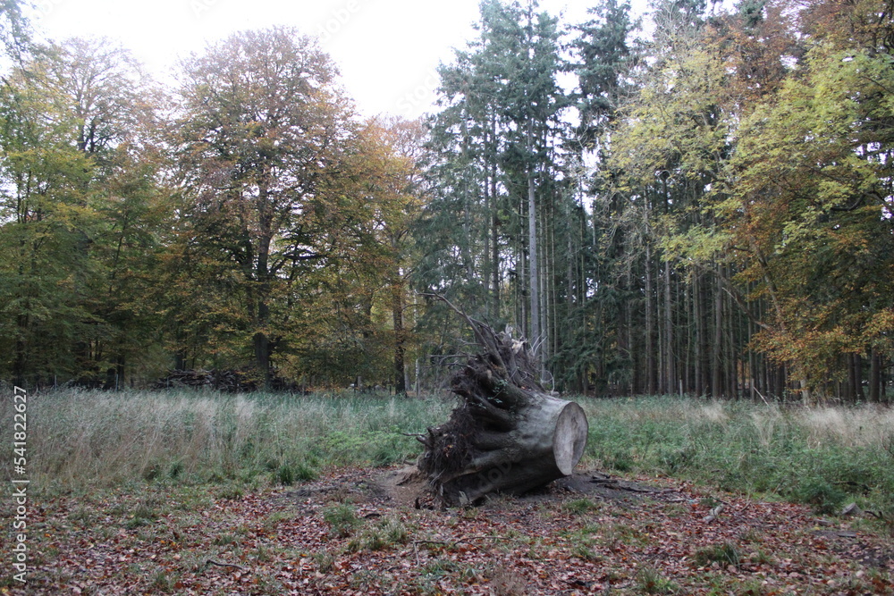 tree stump in the forest Stock Photo | Adobe Stock