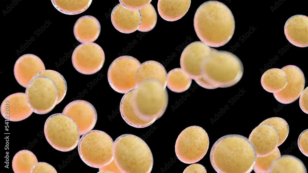 3d rendered medical animation of growing fat cells Stock Video | Adobe ...