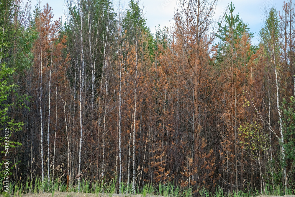 Pine forest after large-scale fire. Landscape of a burnt forest. Dead ... Pine forest after large-scale fire. Landscape of a burnt forest. Dead ...