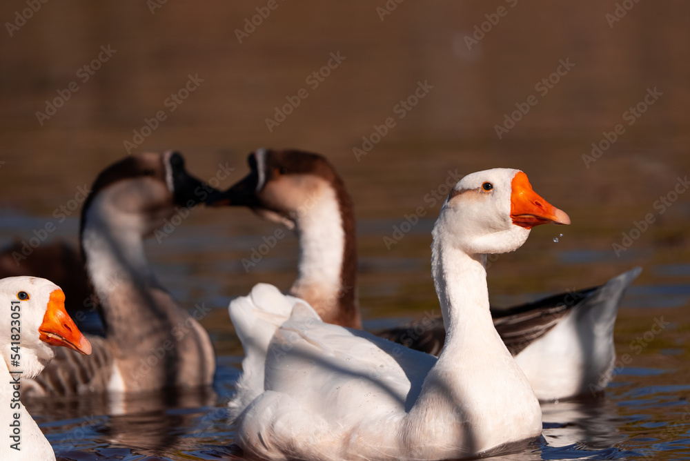 group of geese Stock Photo | Adobe Stock