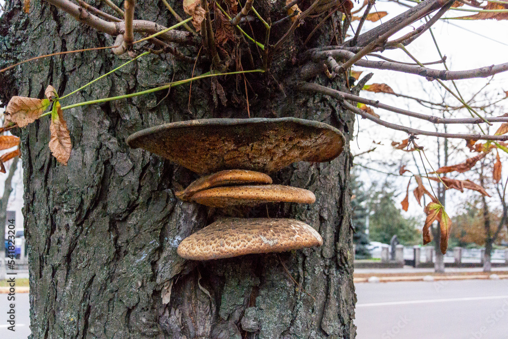 Mushrooms on the tree Stock Photo | Adobe Stock
