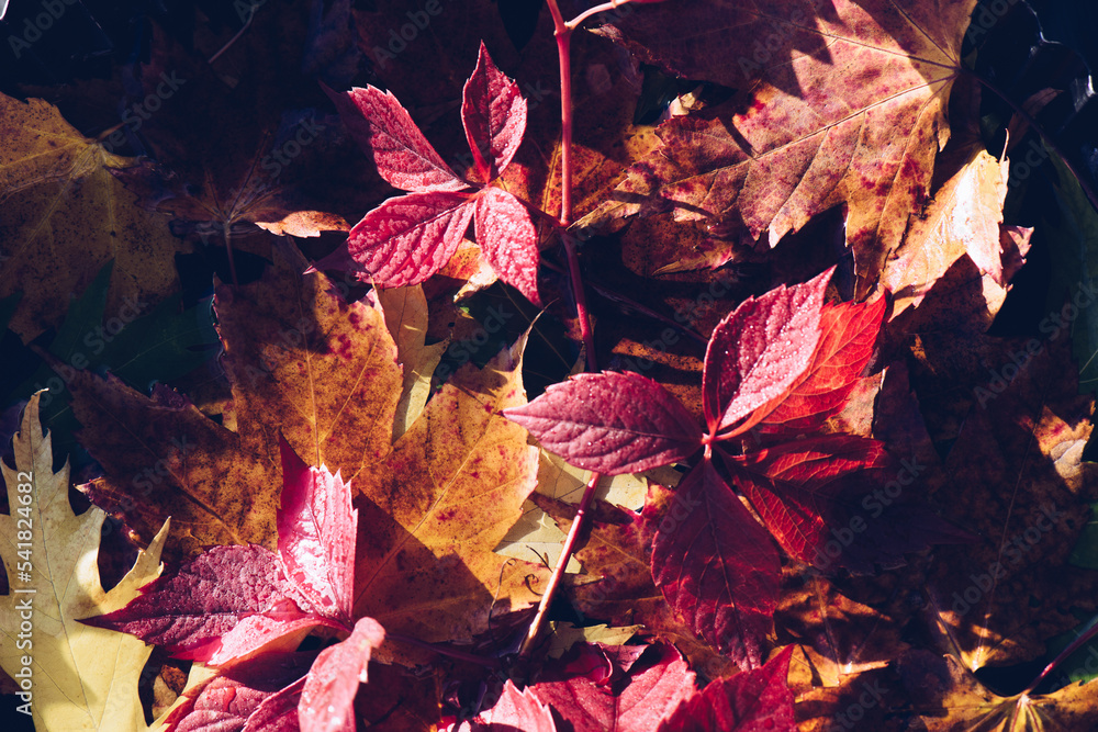 Red and orange autumn leaves background Stock Photo | Adobe Stock