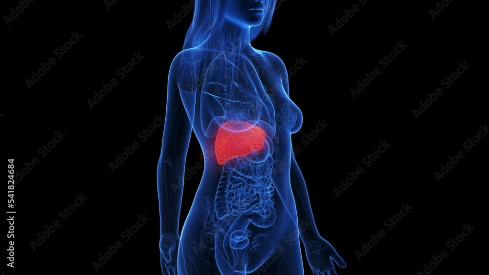 3d rendered medical animation of an inflamed liver Stock Video | Adobe ...