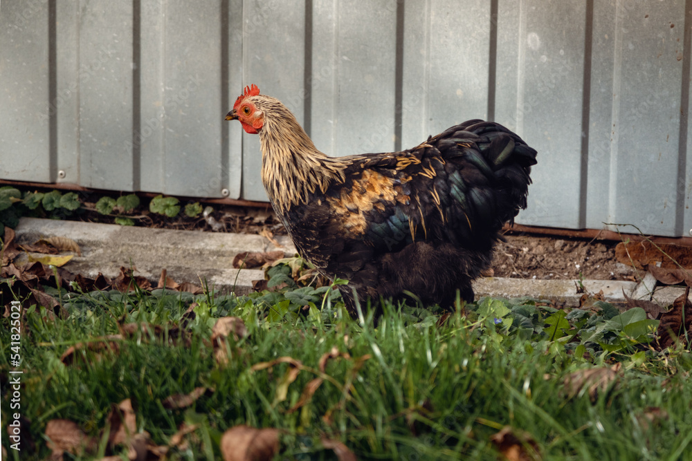 A hen looking for food in leaves and grass - the rooster feeds on worms ...