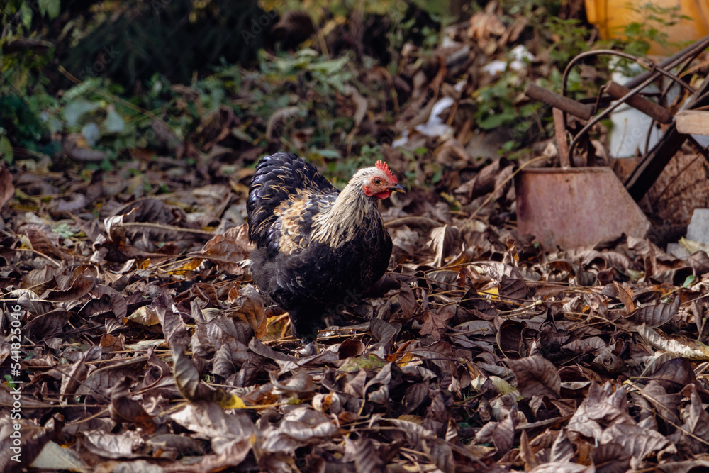 A hen looking for food in leaves and grass - the rooster feeds on worms ...