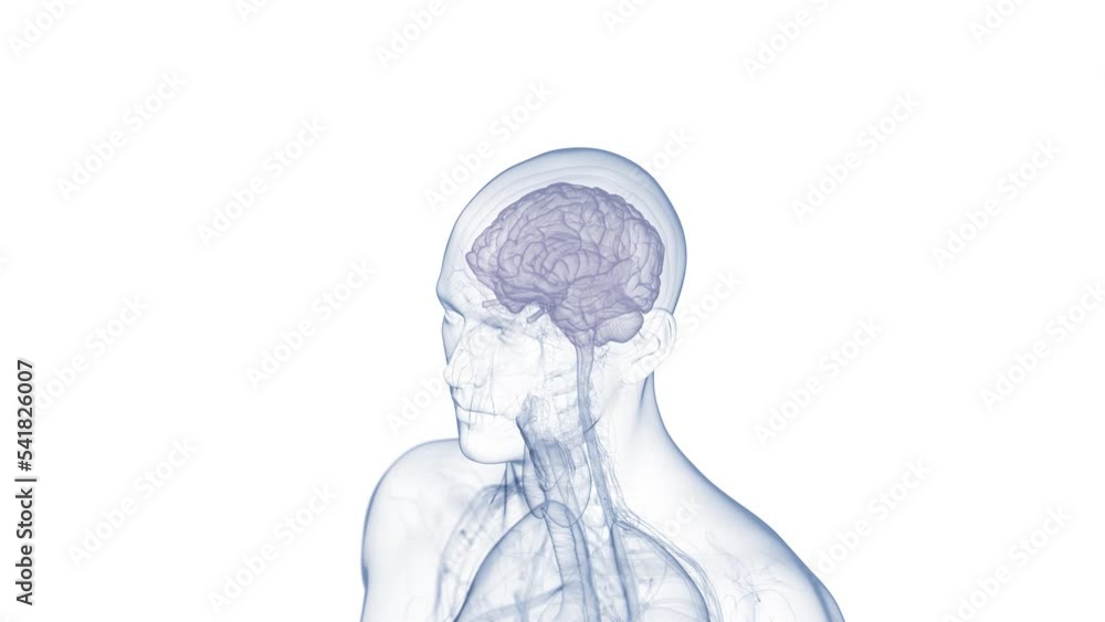3d rendered medical animation of a human brain Stock Video | Adobe Stock