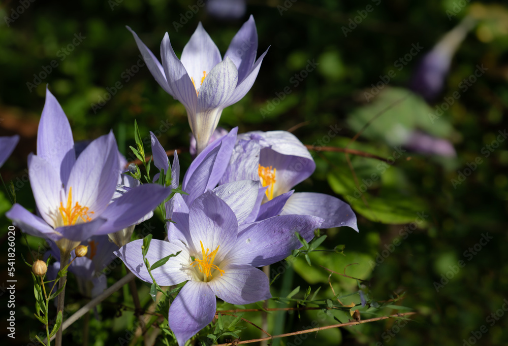 In autumn, purple autumn crocus with yellow pollen grows, hidden in the ...