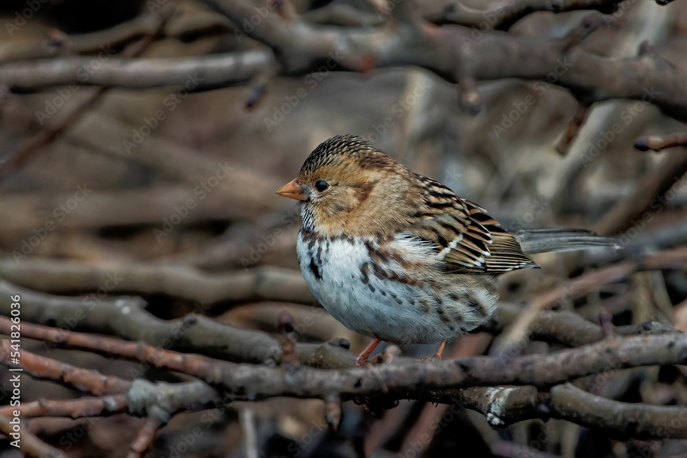 Closeup shot of a tiny passerine bird on a small branch of a tree ...