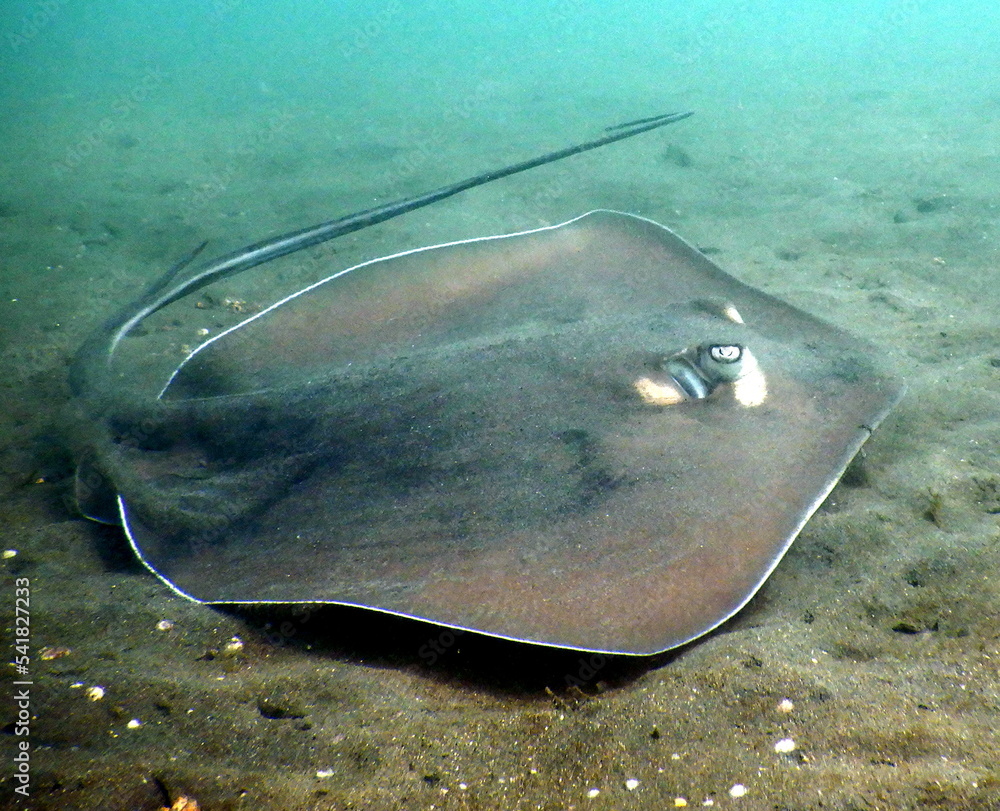 Costa Rica Pacific Sea life Stock Photo | Adobe Stock